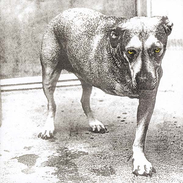 Alice In Chains -Alice In Chains (3 Legged Dog) [2LP] Limited Transluc ...